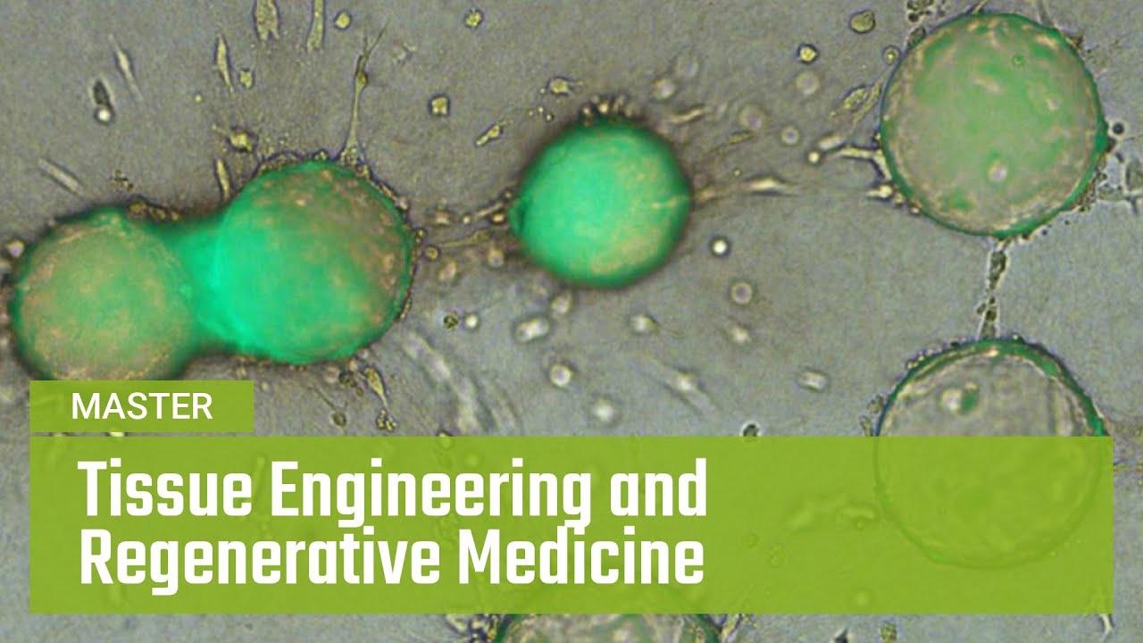 Tissue Engineering & Regenerative Medicine - Master | FHTW